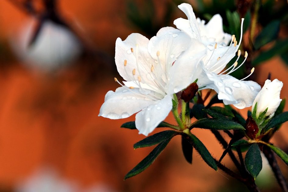 Azalea Alba Magnifica Pruning – Way With Words